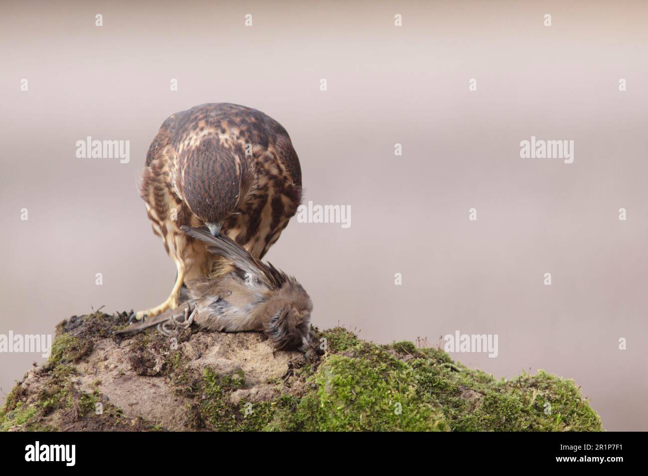 Immature house sparrow hi-res stock photography and images - Alamy