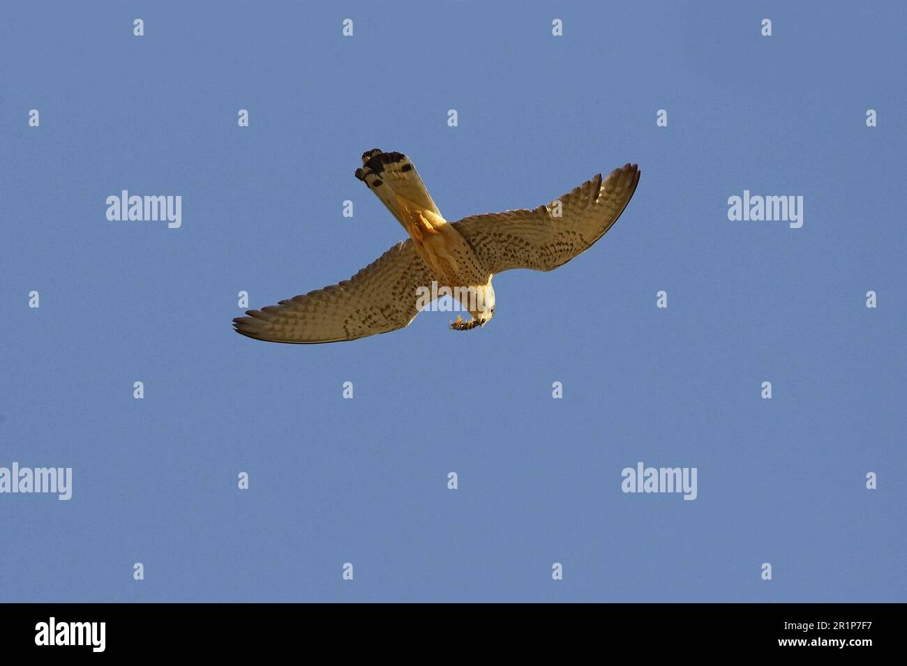 Lesser Kestrel, lesser kestrels (Falco naumanni), falcon, birds of prey ...