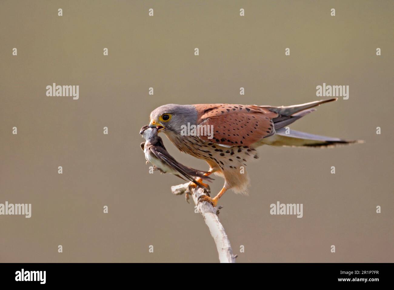 Male sand martin riparia riparia hi-res stock photography and images ...