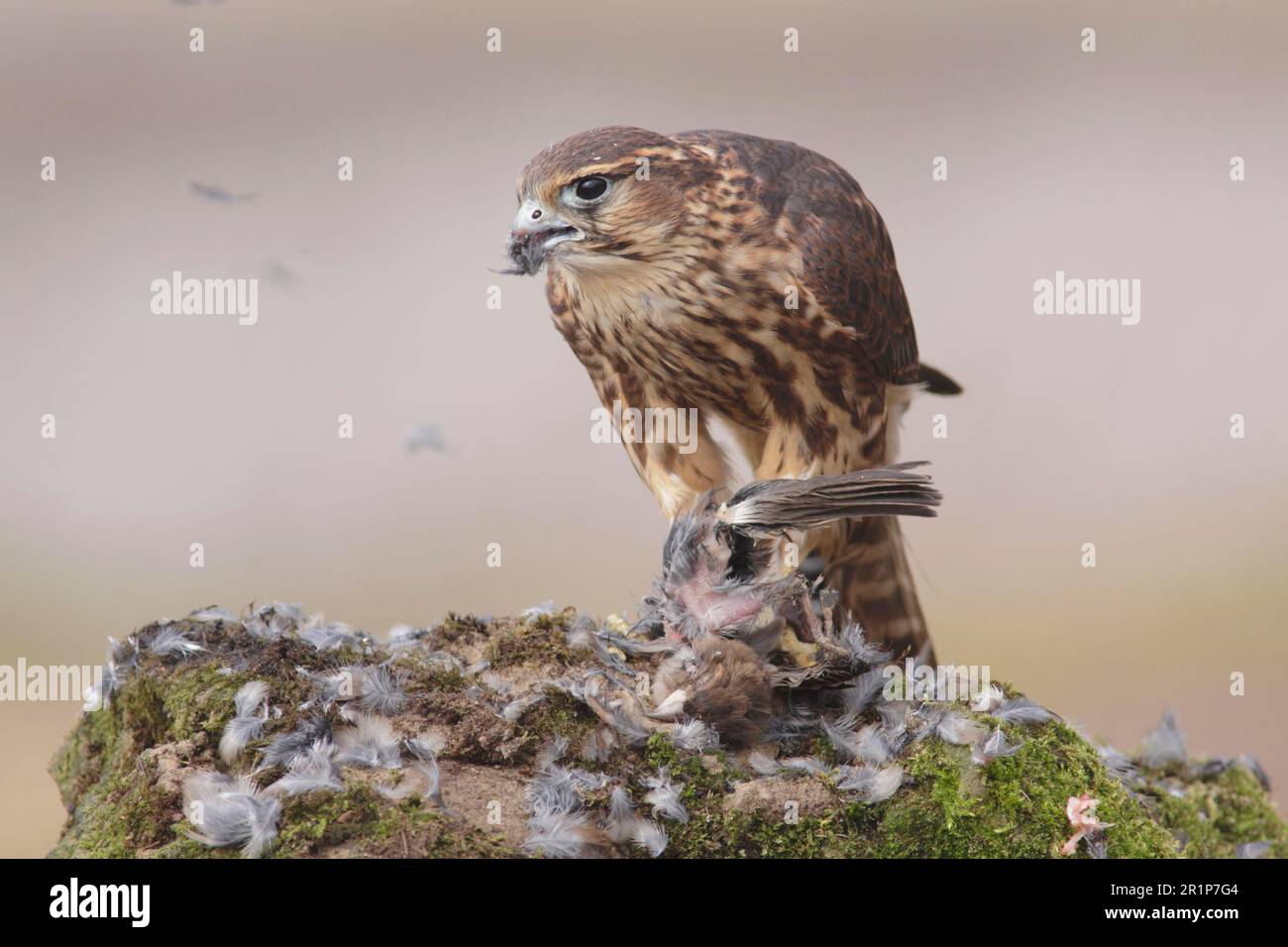 Merlin (Falco columbarius) immature male, first year plumage, plucks ...
