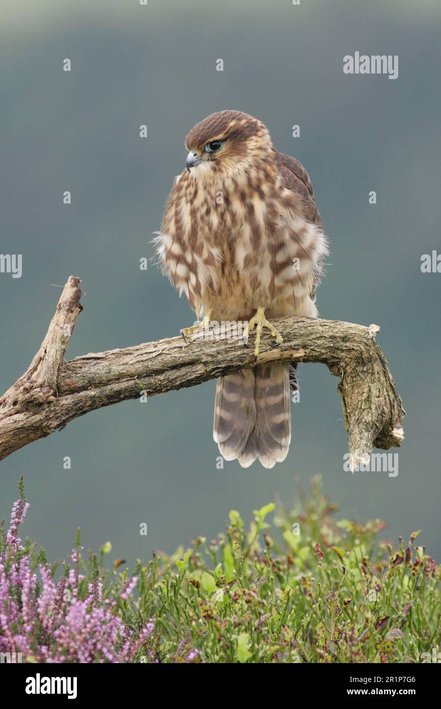 Merlin (Falco columbarius) immature male, first year plumage, sitting ...
