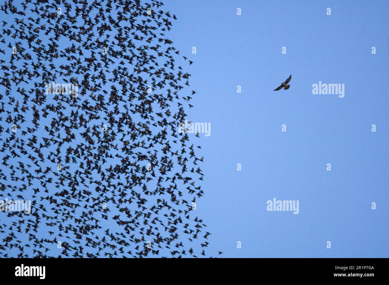 Common Starling (Sturnus vulgaris) flock, in roost flight, Peregrine ...