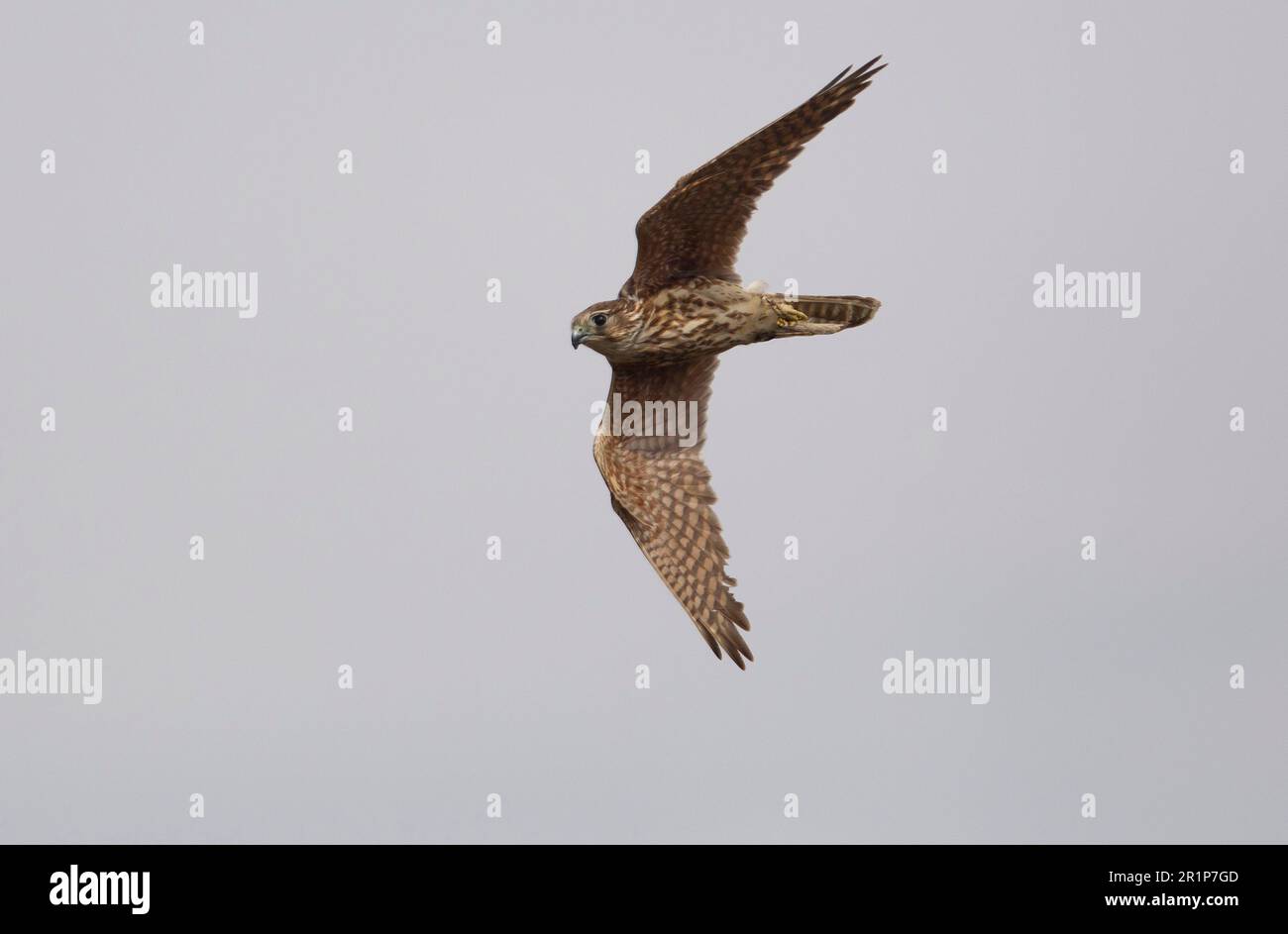 Female Merlin Falcon Flying