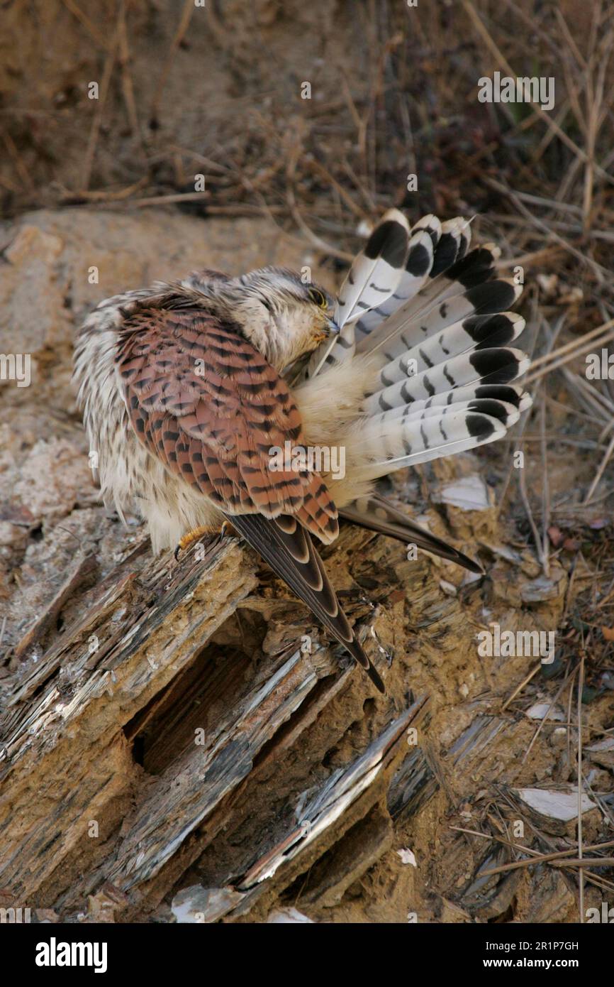 Common common kestrel (Falco tinnunculus), adult female, preening tail ...