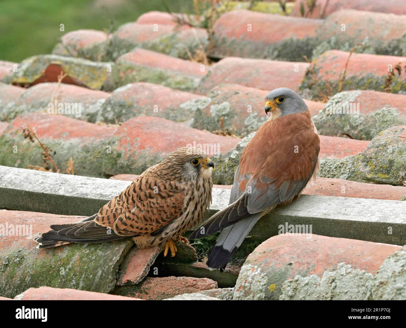 Lesser Kestrel, lesser kestrels (Falco naumanni), falcon, birds of prey ...