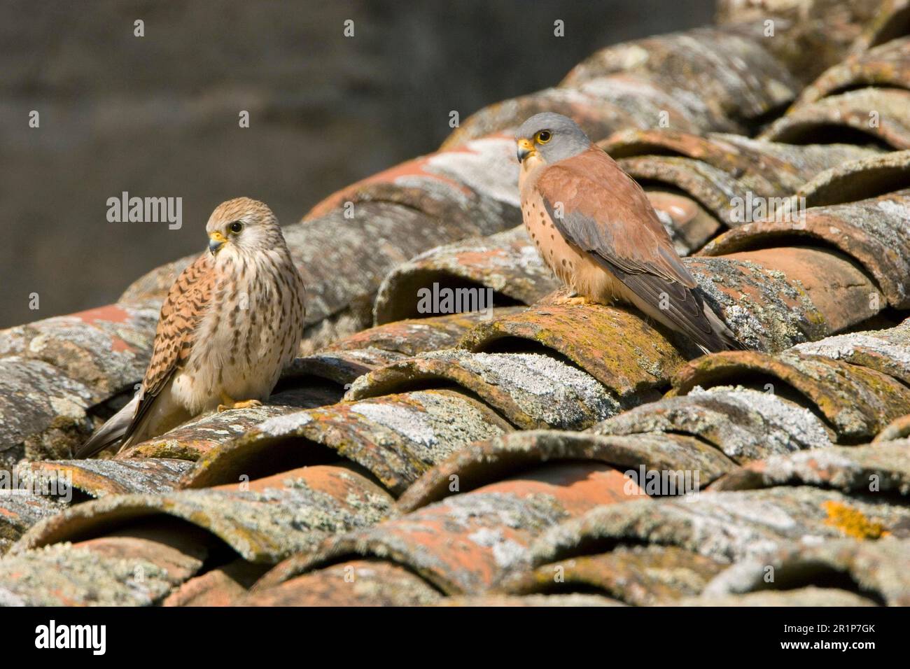Lesser Kestrel, lesser kestrels (Falco naumanni), falcon, birds of prey ...