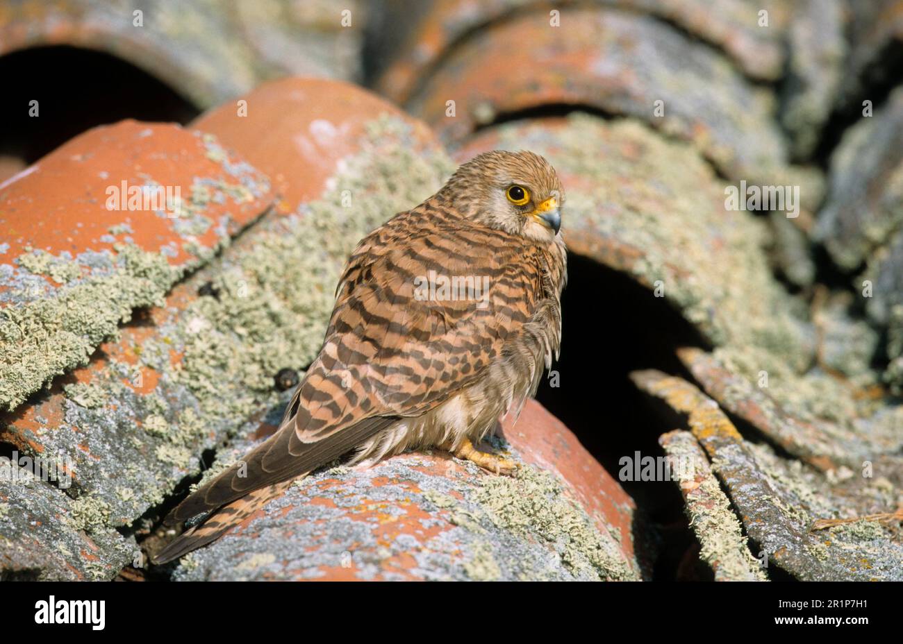 Lesser Kestrel, lesser kestrels (Falco naumanni), Falcon, Birds of Prey ...