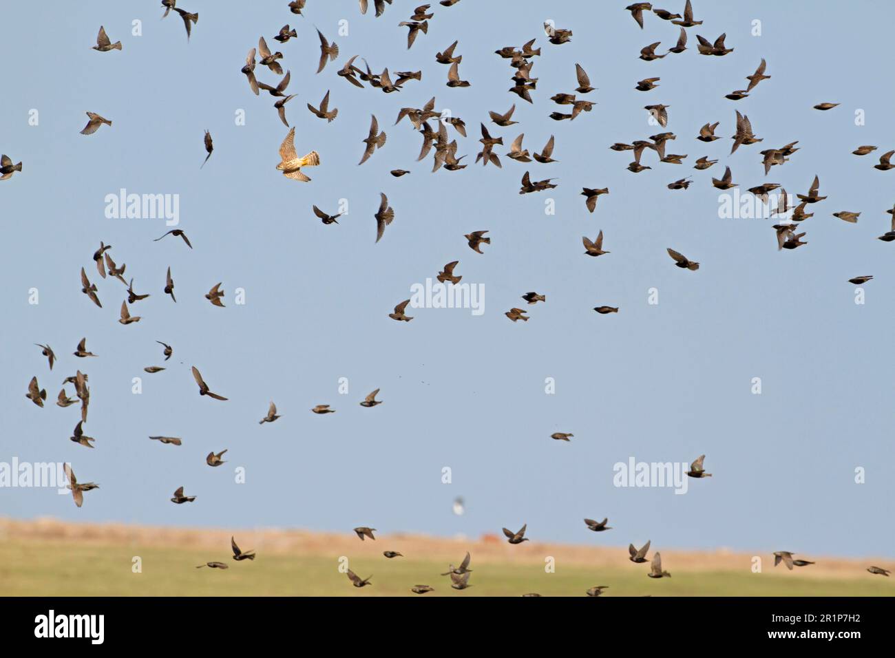 Merlin (Falco columbarius) immature, hunting, chasing Common Starling ...