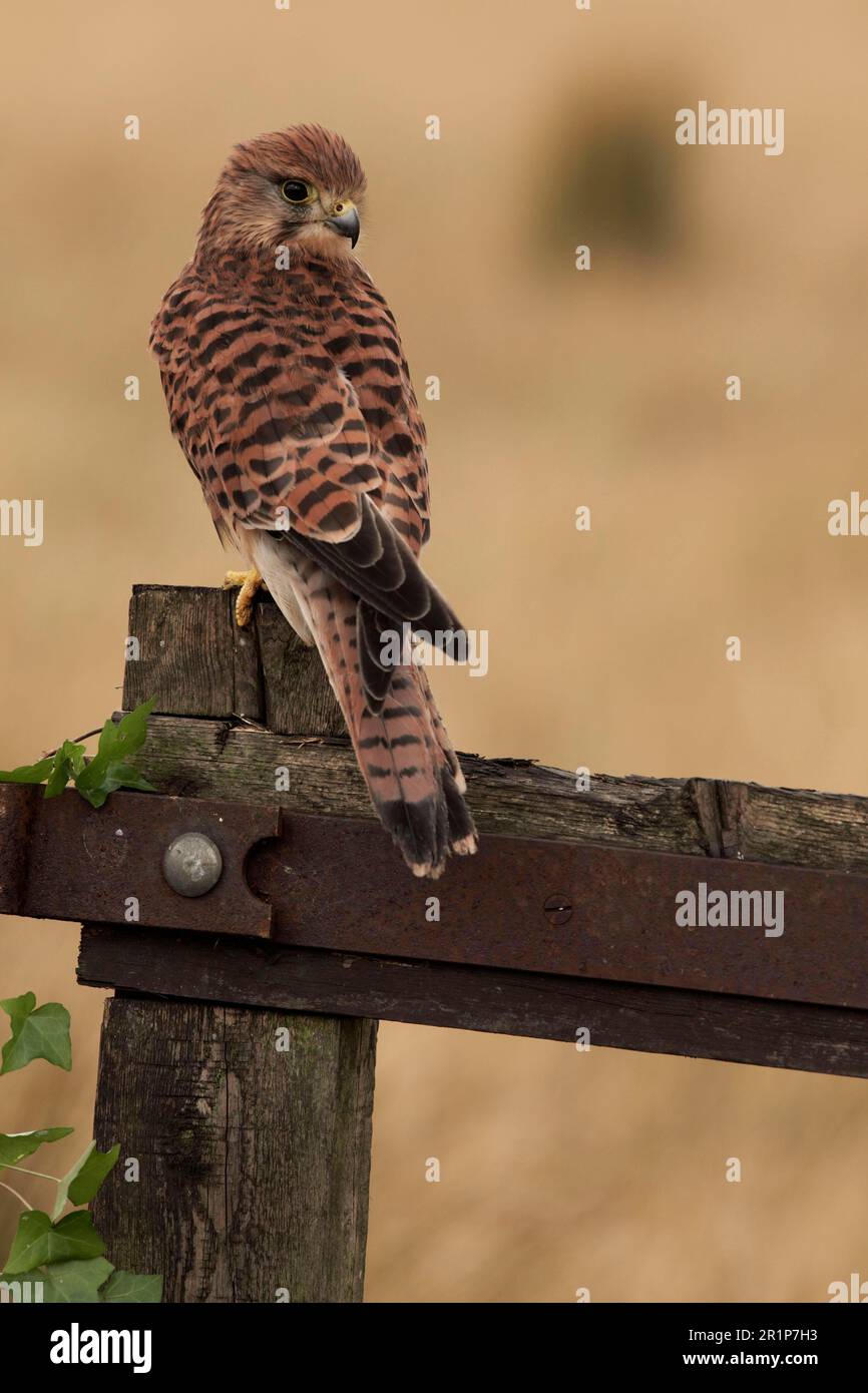 Common common kestrel (Falco tinnunculus), adult female, sitting on the ...