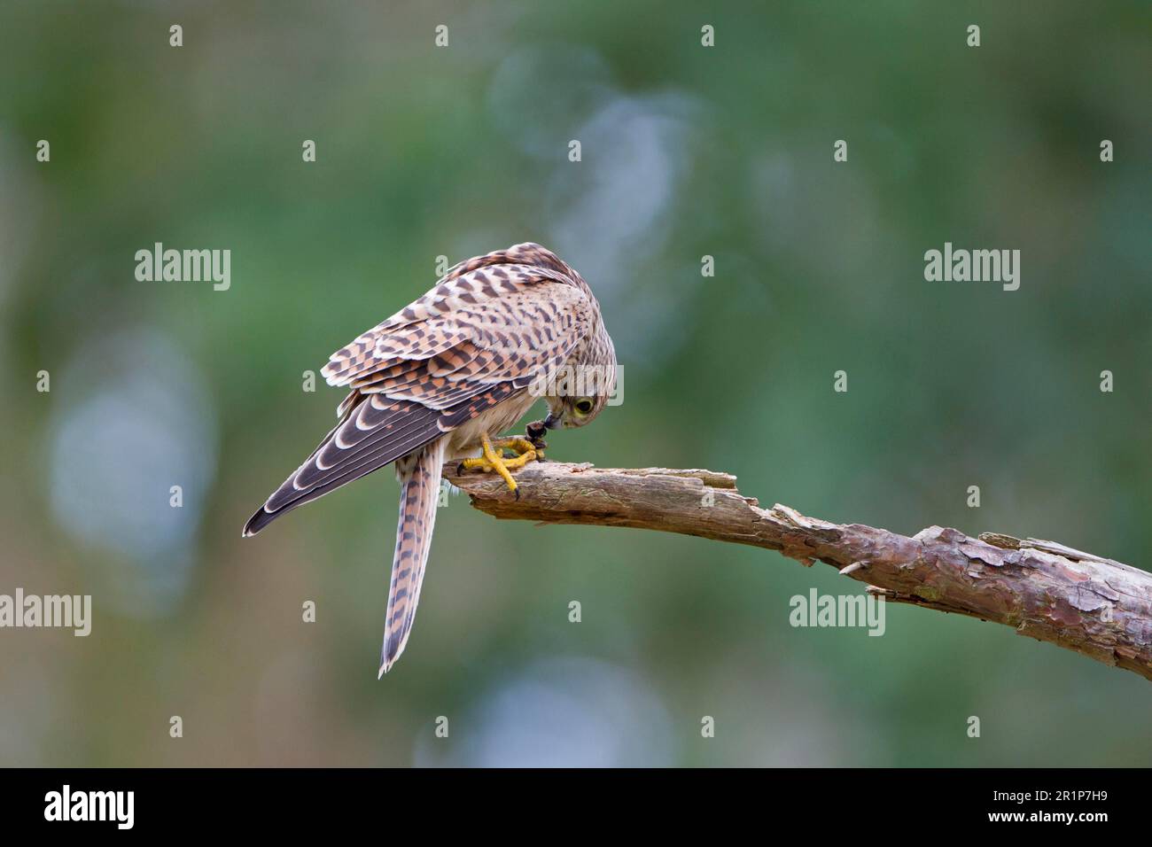 Common common kestrel (Falco tinnunculus), adult female, eating beetles ...