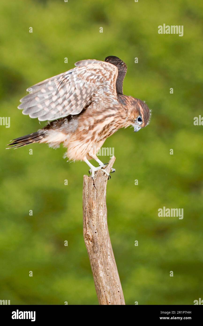 Merlin (Falco columbarius) immature, captive-bred, wings unfurling ...