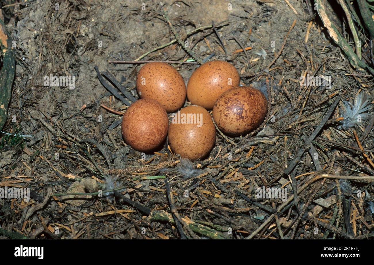 Nest and eggs of merlin (Falco columbarius Stock Photo - Alamy