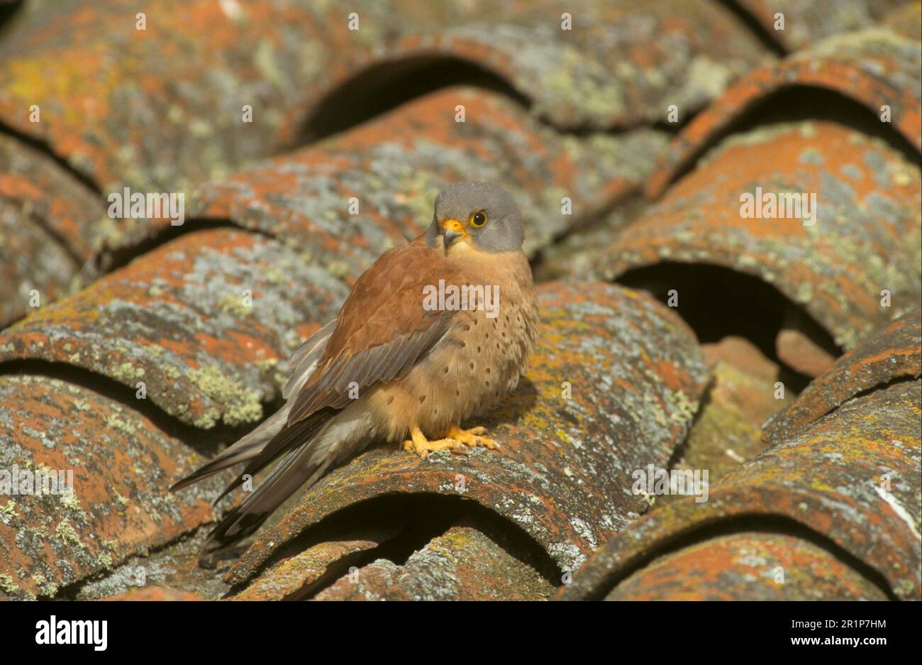 Lesser Kestrel, lesser kestrels (Falco naumanni), Falcon, Birds of Prey ...