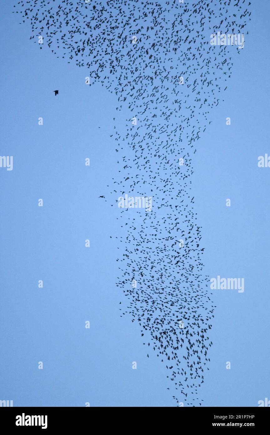 Common Starling (Sturnus vulgaris) flock, in roost flight, Peregrine ...