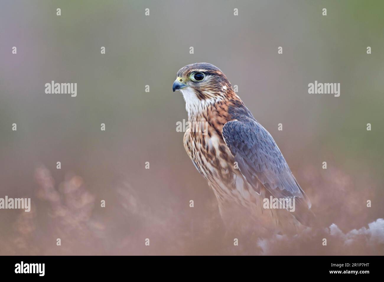 Merlin (Falco columbarius) adult male, standing among heather, Scotland, winter, in captivity ...