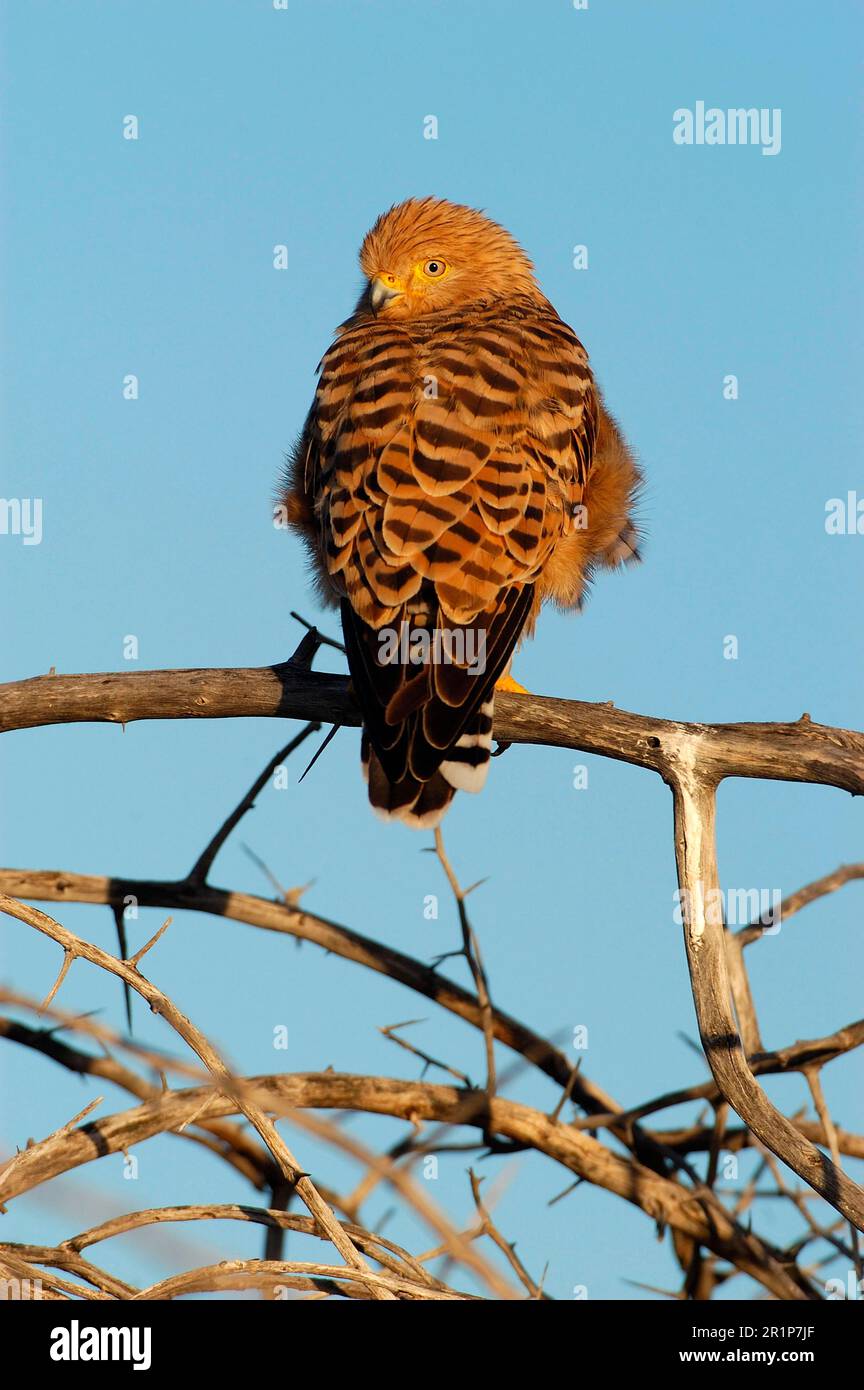 White-eyed Falcon, greater kestrels (Falco rupicoloides), White-eyed ...