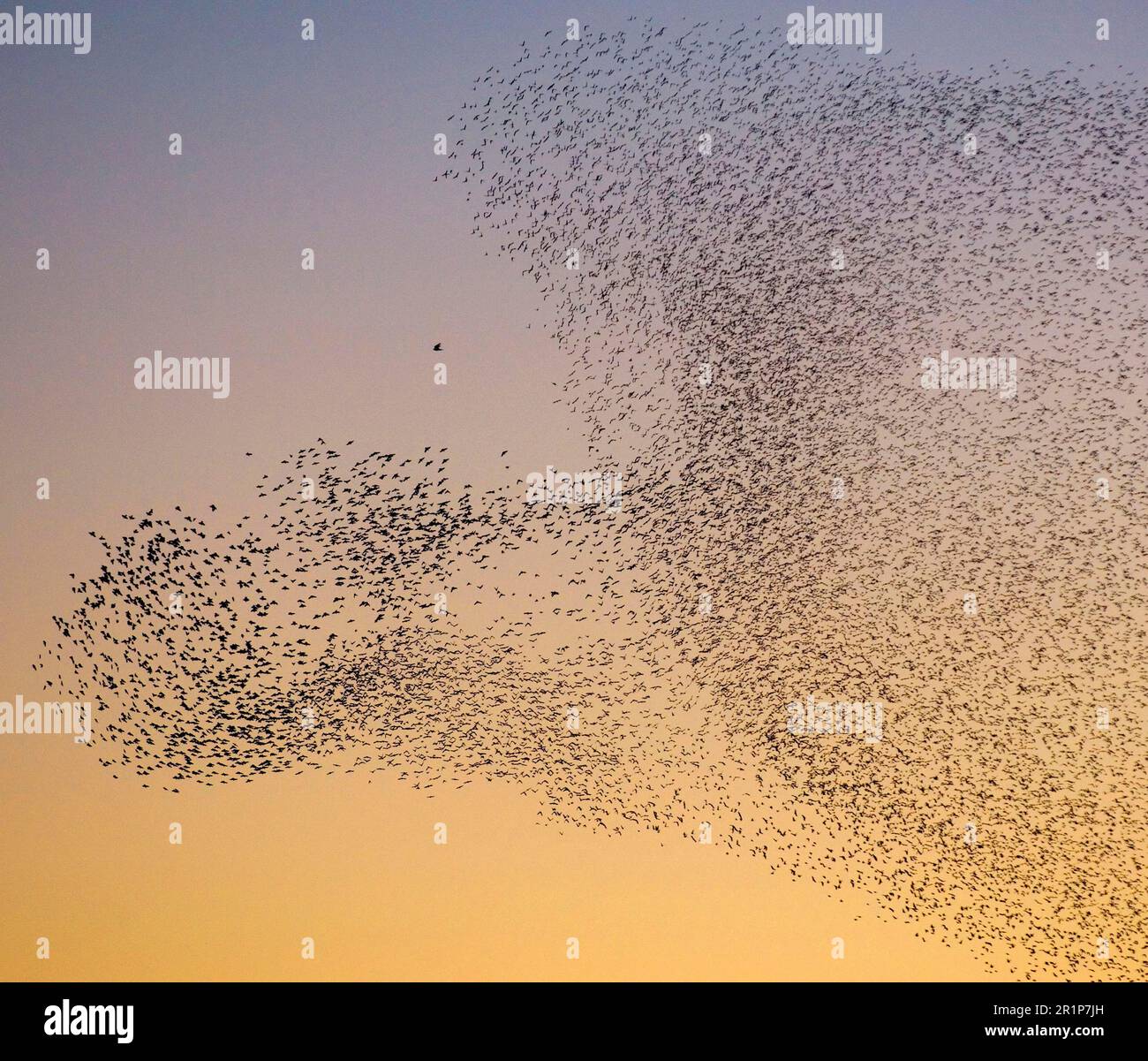Common common starling (Sturnus vulgaris) -flock, in dormant flight at ...