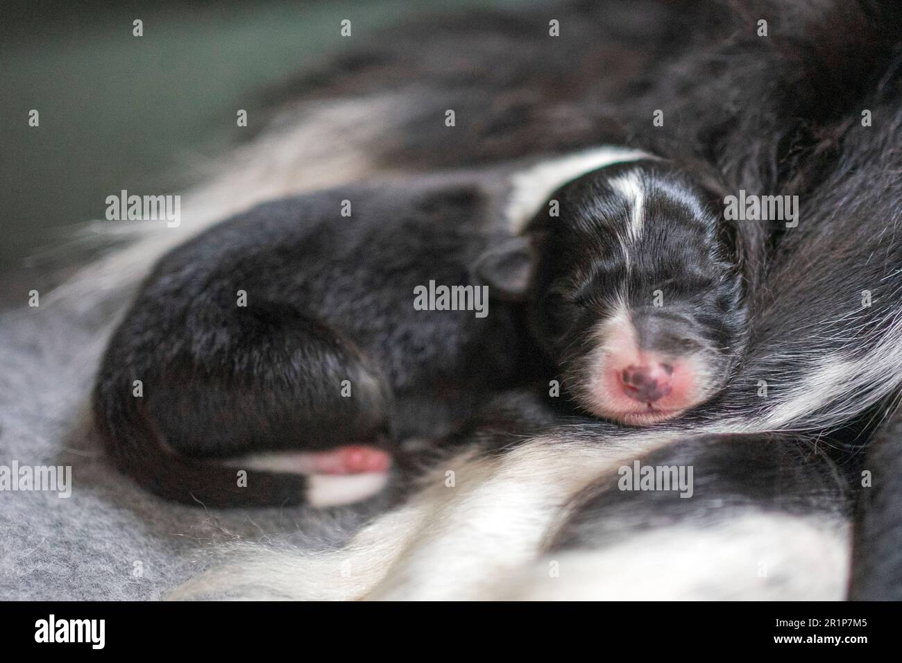 Week-old Border Collie puppies resting in a whelping box, eyes closed ...