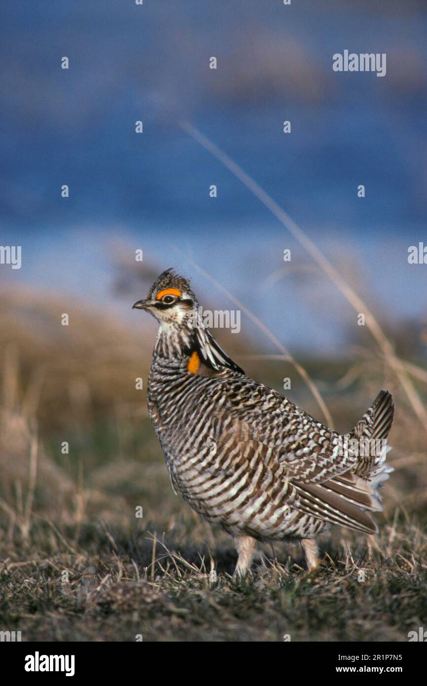 Greater prairie chicken (Tympanuchus cupido), prairie chickens, chicken ...