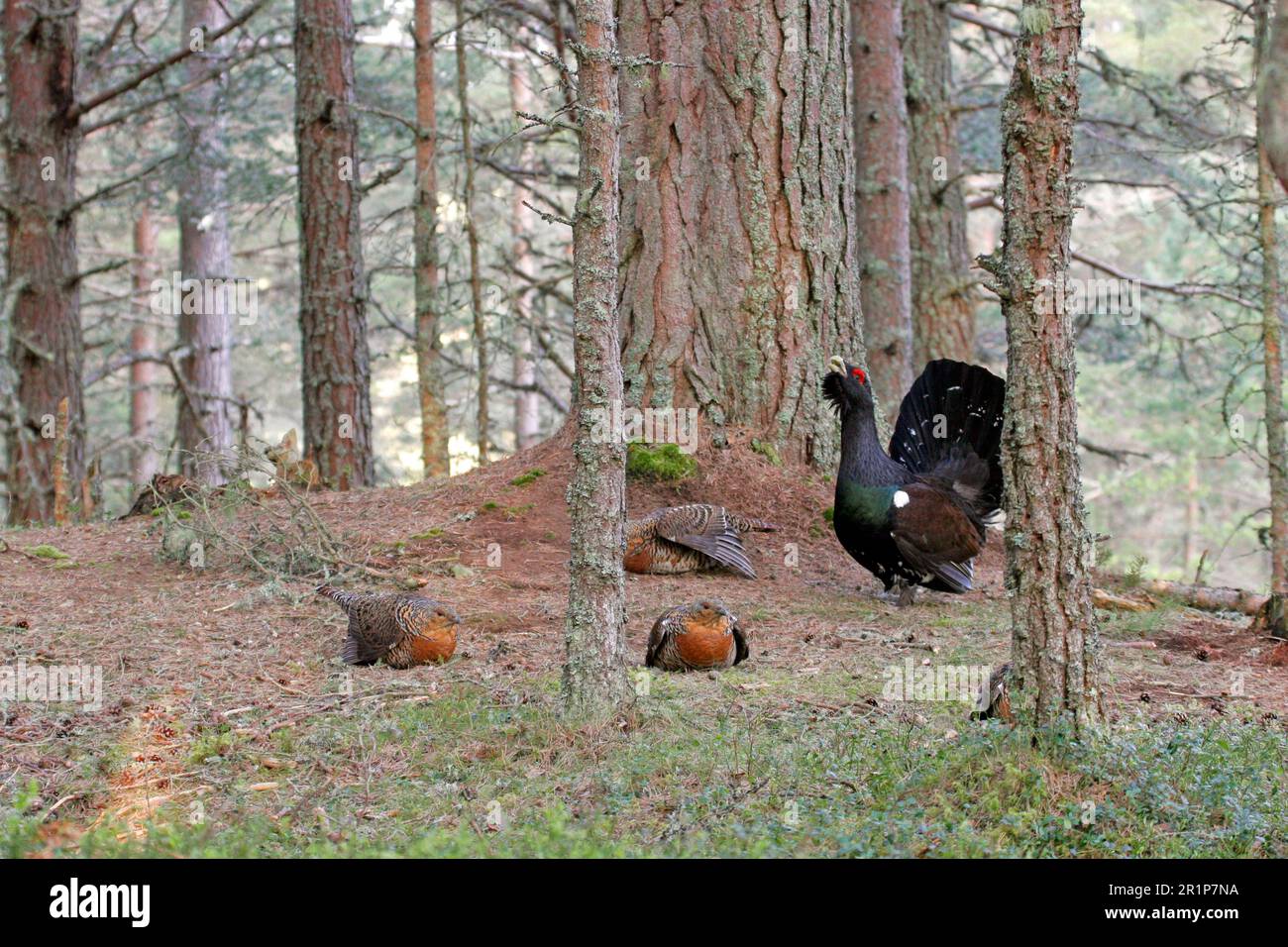 Grampian mountains national park hi-res stock photography and images ...