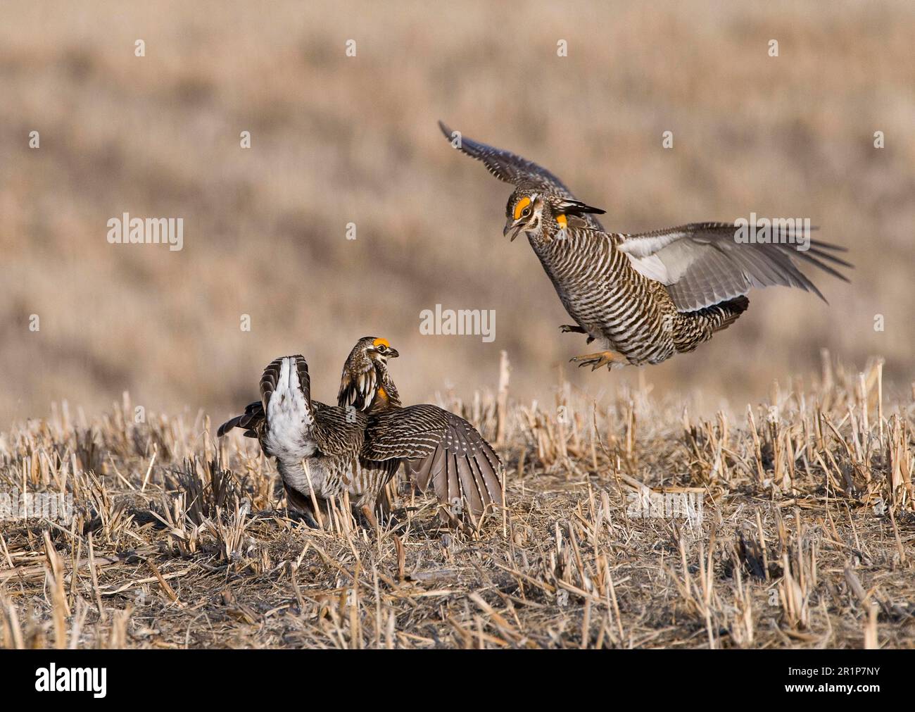 Greater prairie chicken (Tympanuchus cupido), prairie chickens, chicken ...