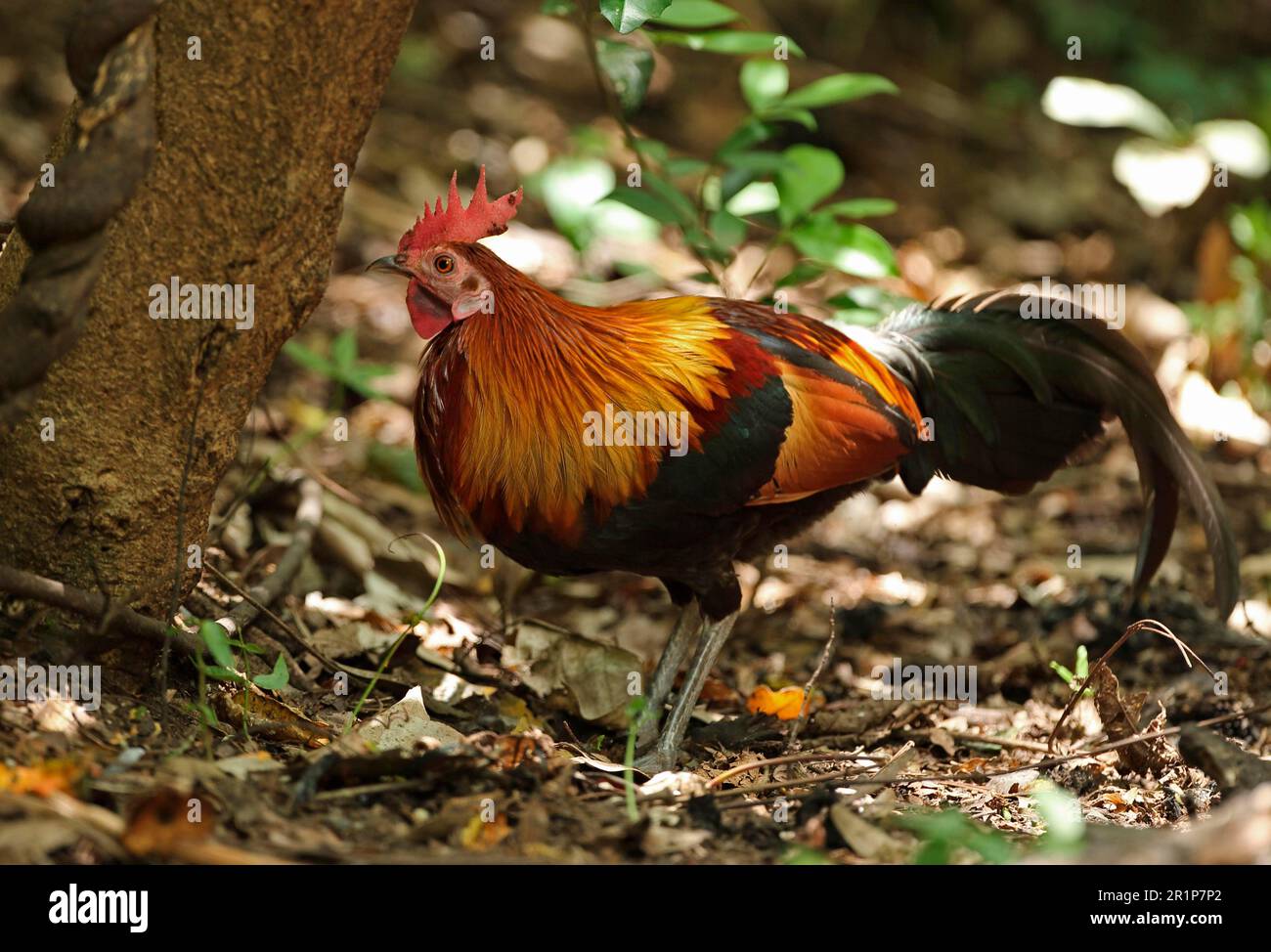 Bankiva chicken, Bankiva chicken, Chicken birds, Animals, Birds, Red ...