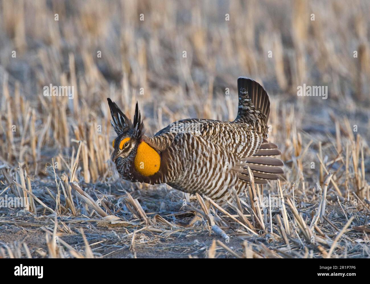 Greater prairie chicken (Tympanuchus cupido), prairie chickens, chicken ...