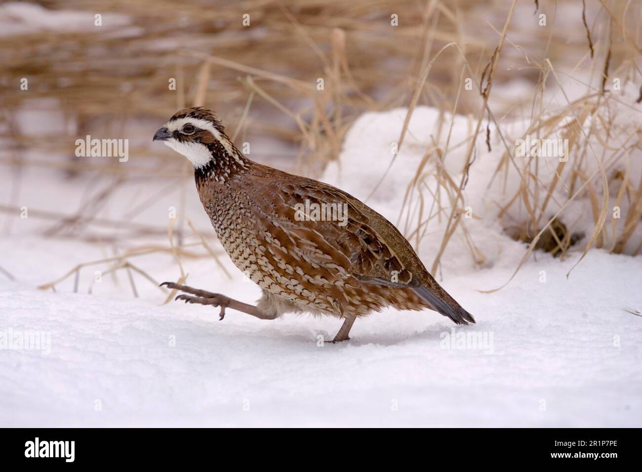 Bobwhite hi-res stock photography and images - Alamy