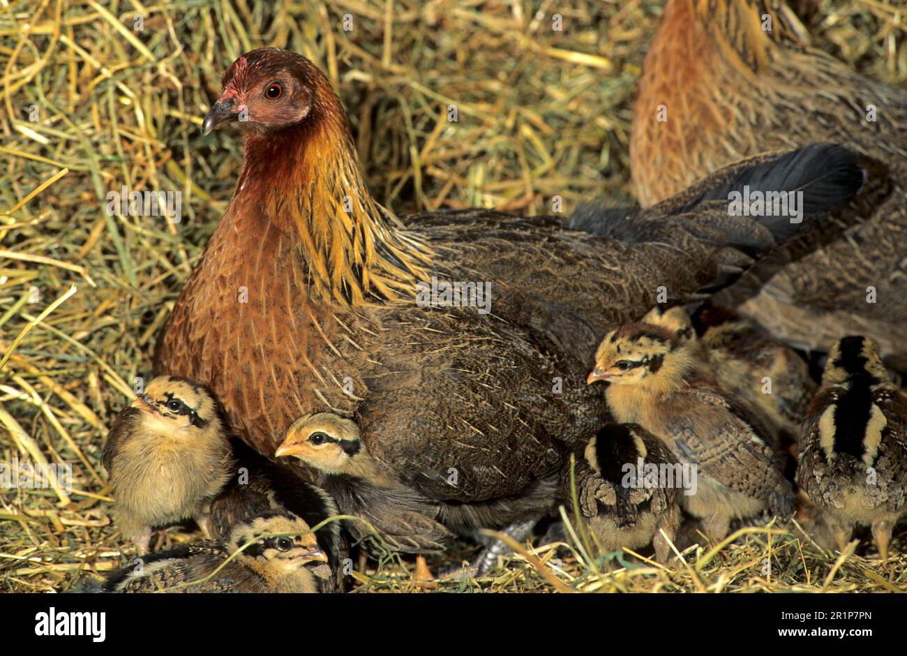 Bankiva chicken, red junglefowl (Gallus gallus), Bankiva chicken ...