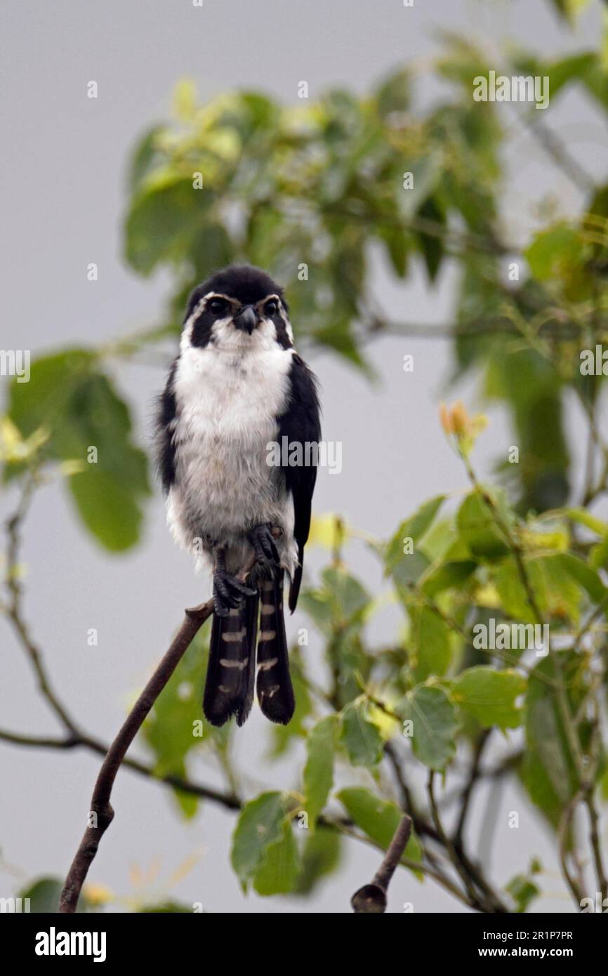 Pied Falconet, falcon, birds of prey, animals, birds, Pied Falconet ...