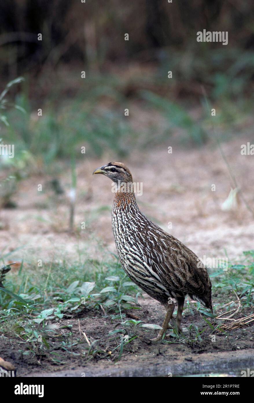 Double-spurred spurfowl (Francolinus bicalcaratus), Double-spurred ...