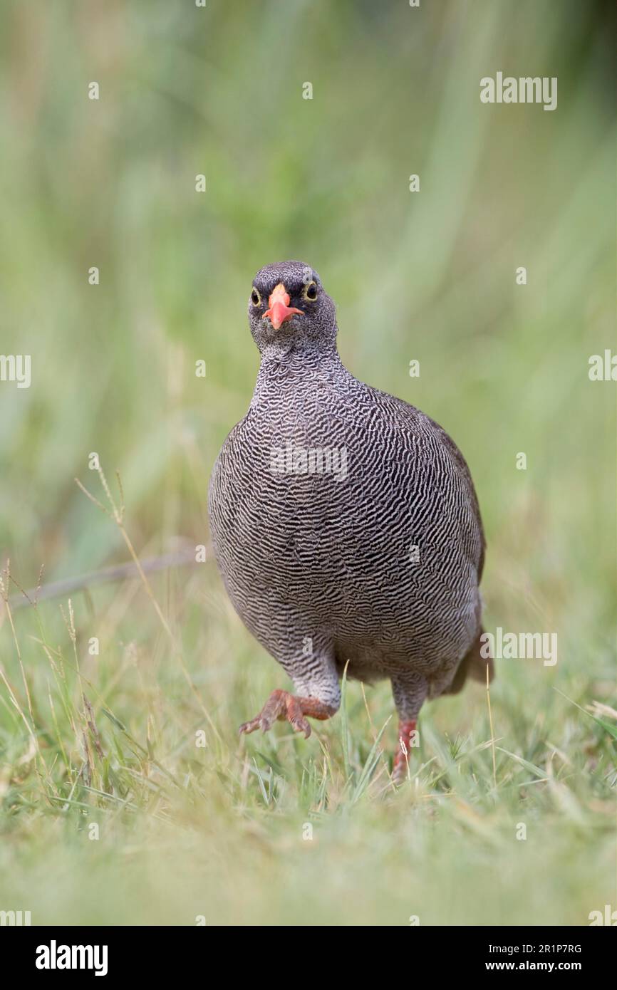 Red-billed spurfowl (Francolinus adspersus), Red-billed Francolin, Chicken birds, Animals, Birds ...