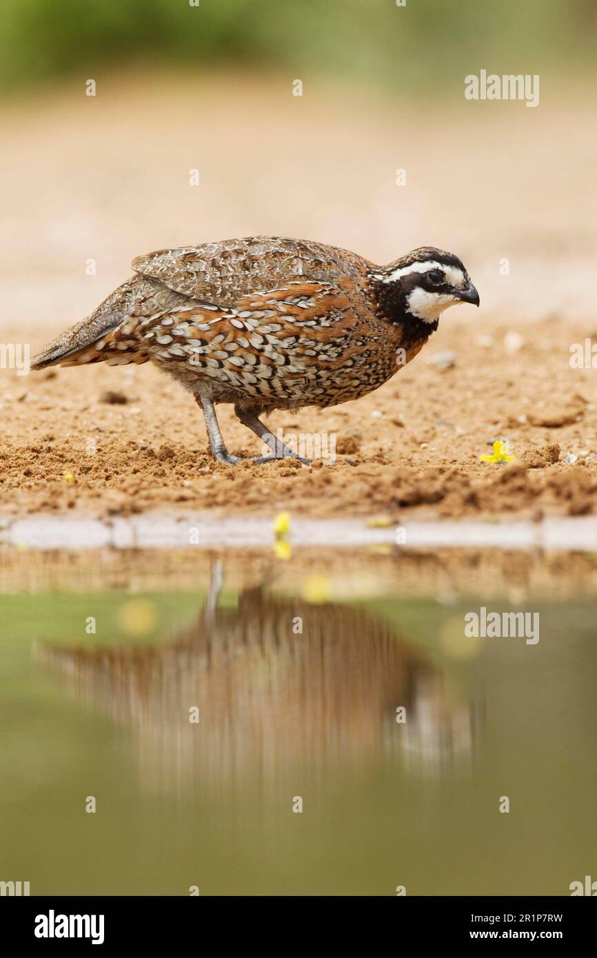 Virginia quail, northern bobwhites (Colinus virginianus), tree quail ...
