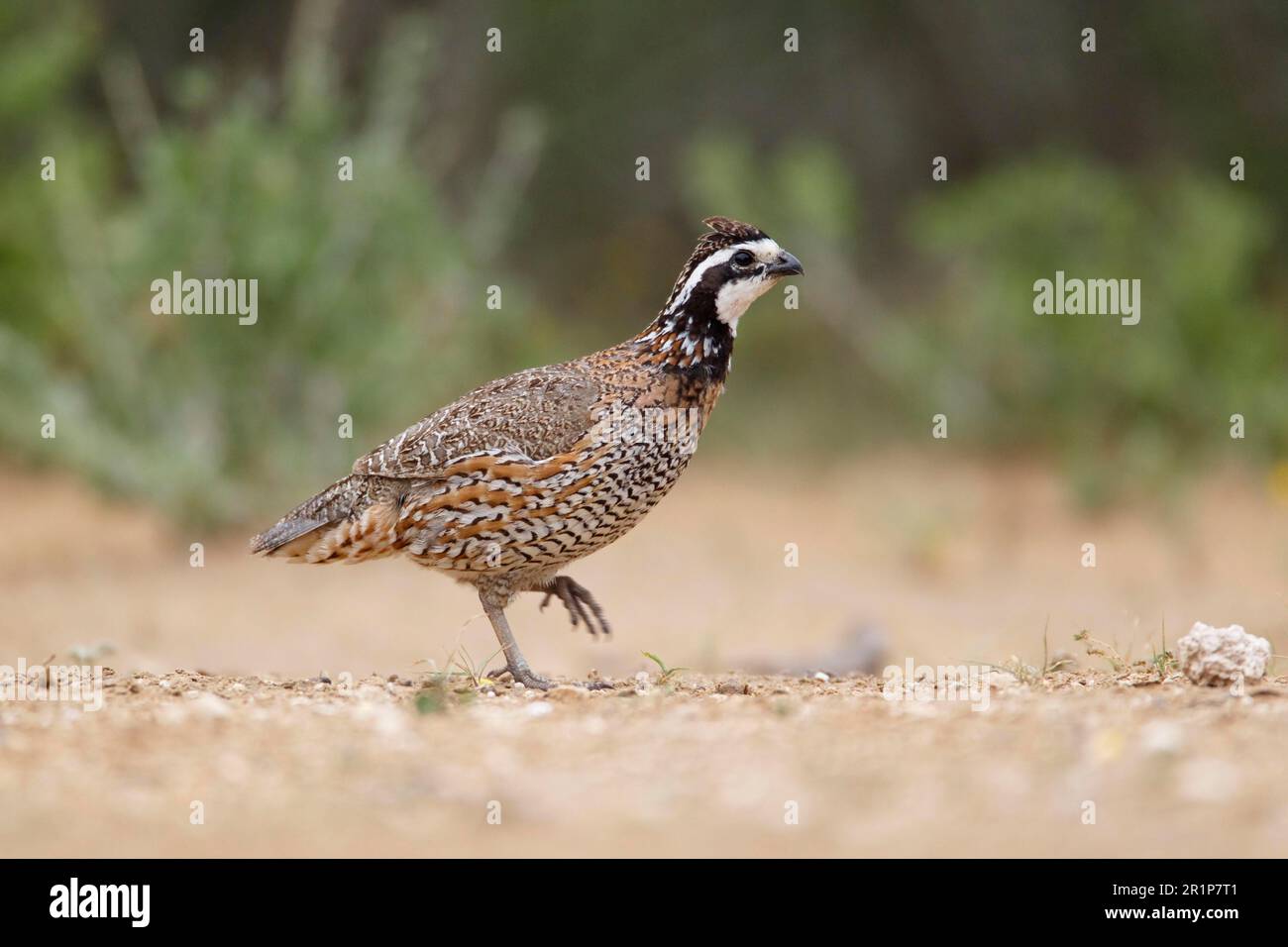 Virginia quail, northern bobwhites (Colinus virginianus), tree quail ...