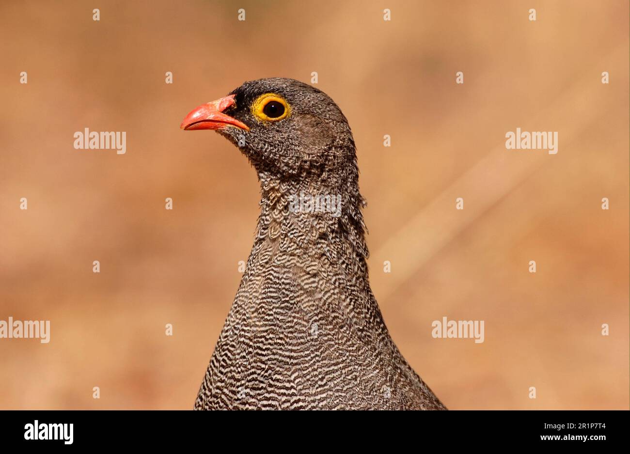 Red-billed spurfowl (Francolinus adspersus), Red-billed Francolin ...