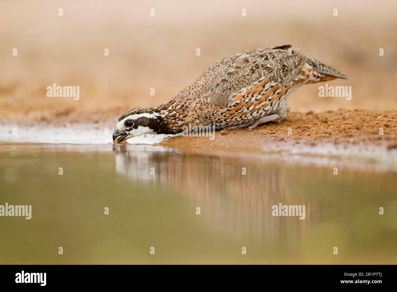Virginia quail, northern bobwhites (Colinus virginianus), tree quail ...