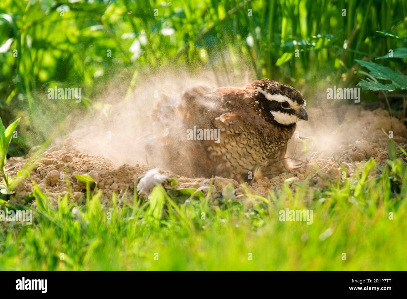 Northern Bobwhite (Colinus virginianus) adult male, dustbathing (U.) S ...