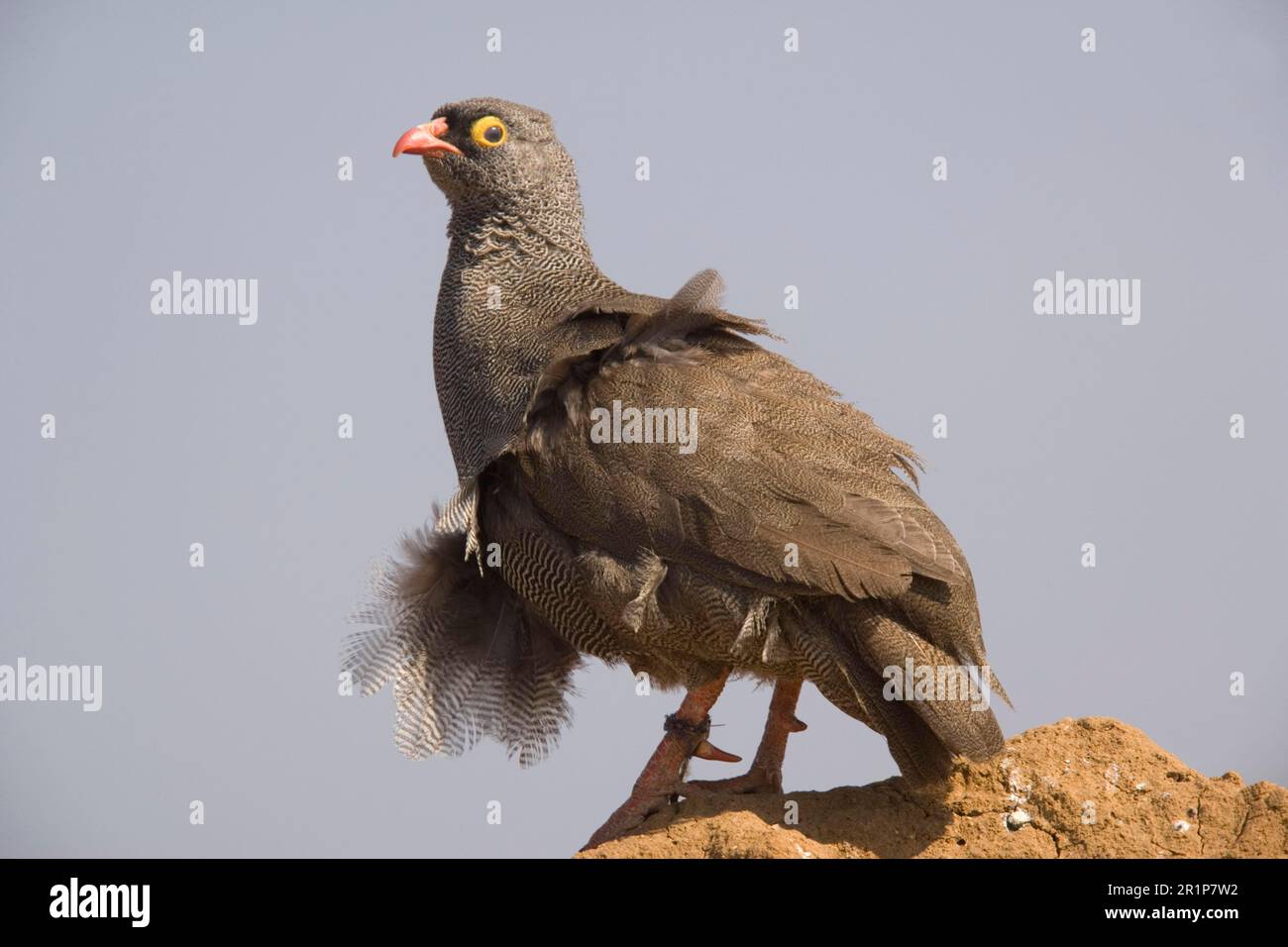 Red-billed spurfowl (Francolinus adspersus), Red-billed Francolin ...