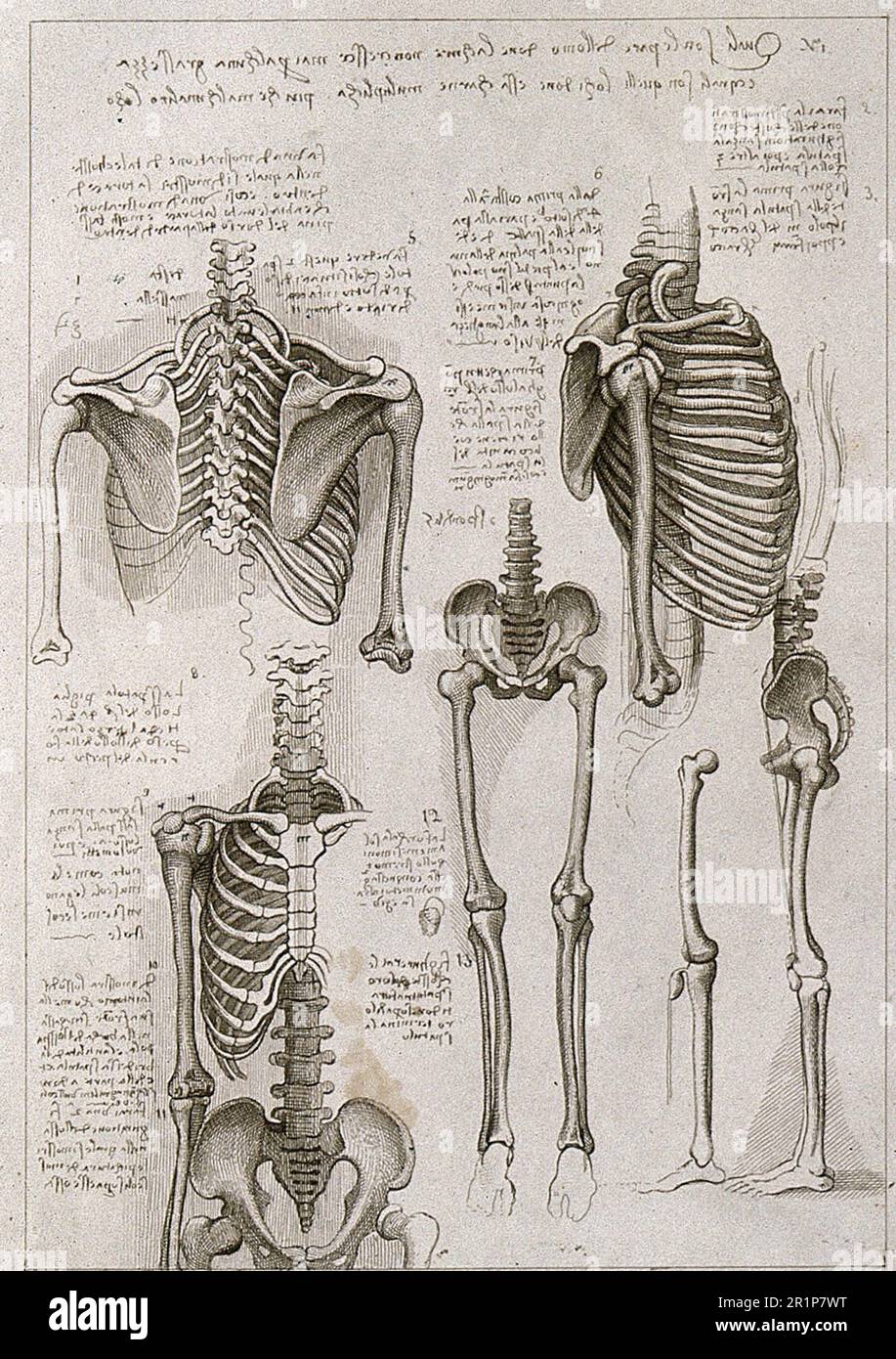 Skeleton of the thorax, pelvis, arms and legs, Anatomical study after ...