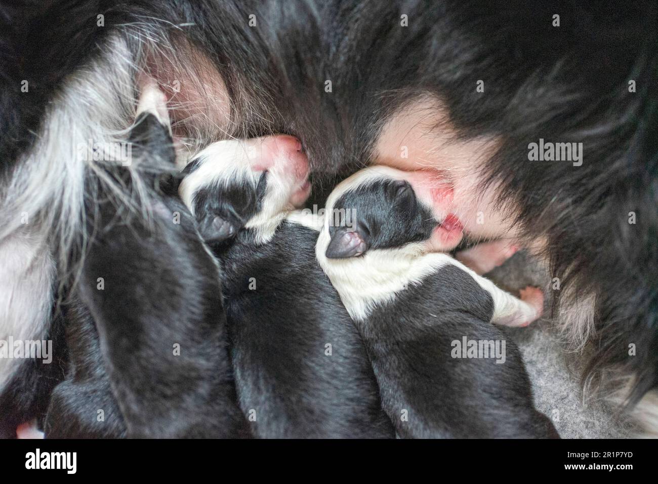 Week-old Border Collie puppies resting in a whelping box, eyes closed ...