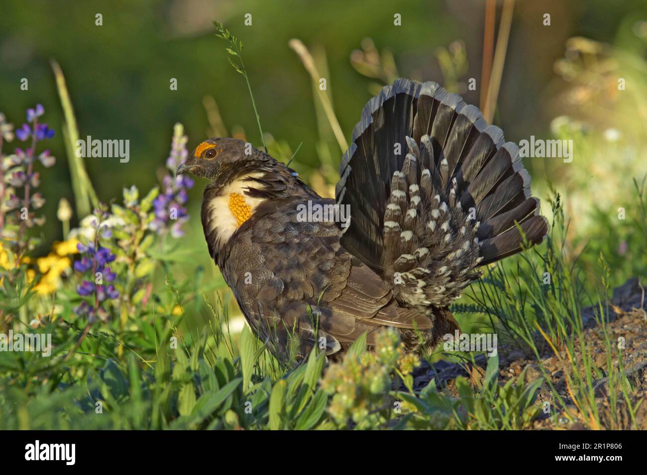 Rock Partridge, dusky grouses (Dendragapus obscurus), Chicken Birds ...