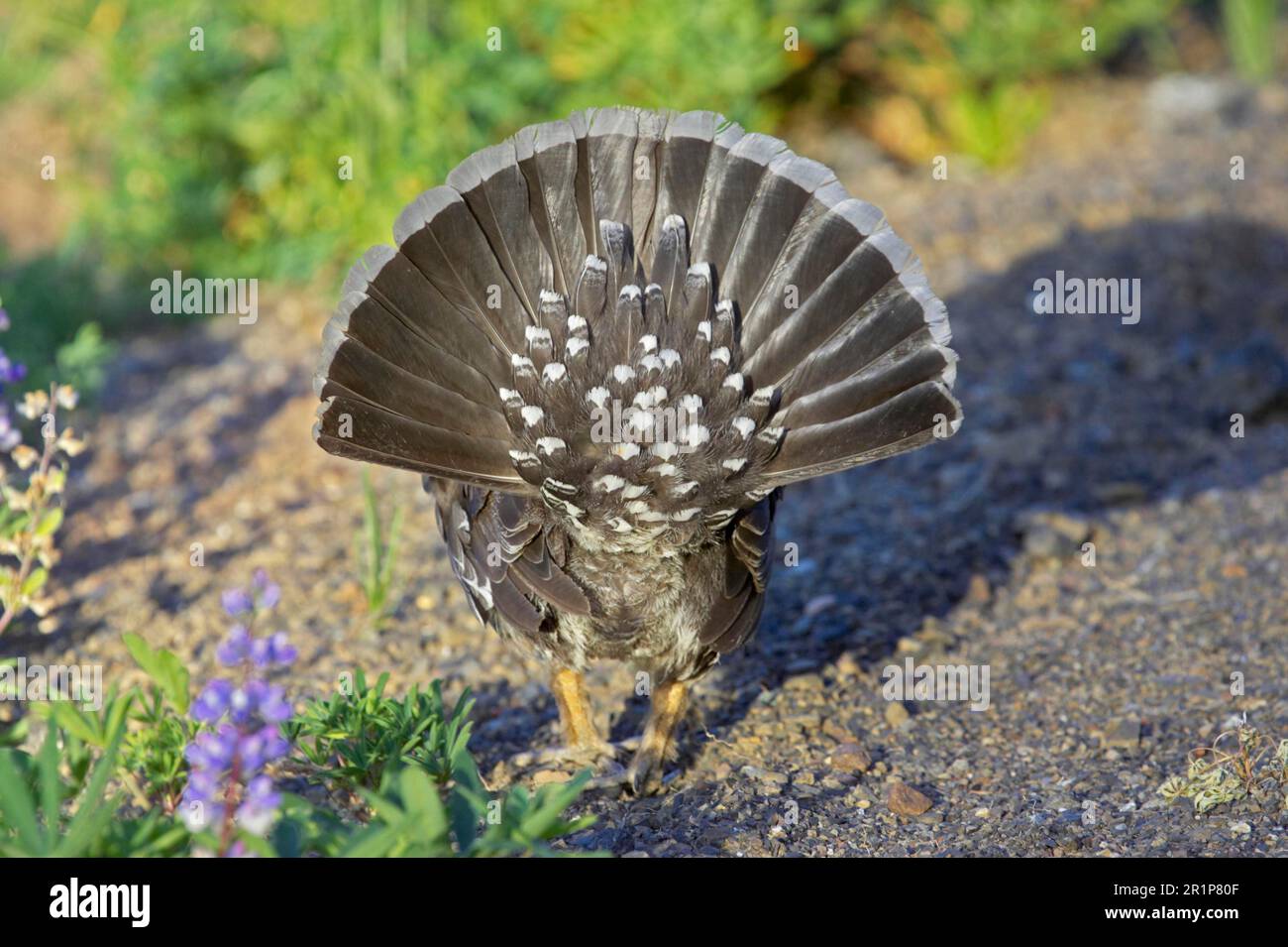 Dusky grouse (Dendragapus obscurus), adult male, dorsal view of fanned ...