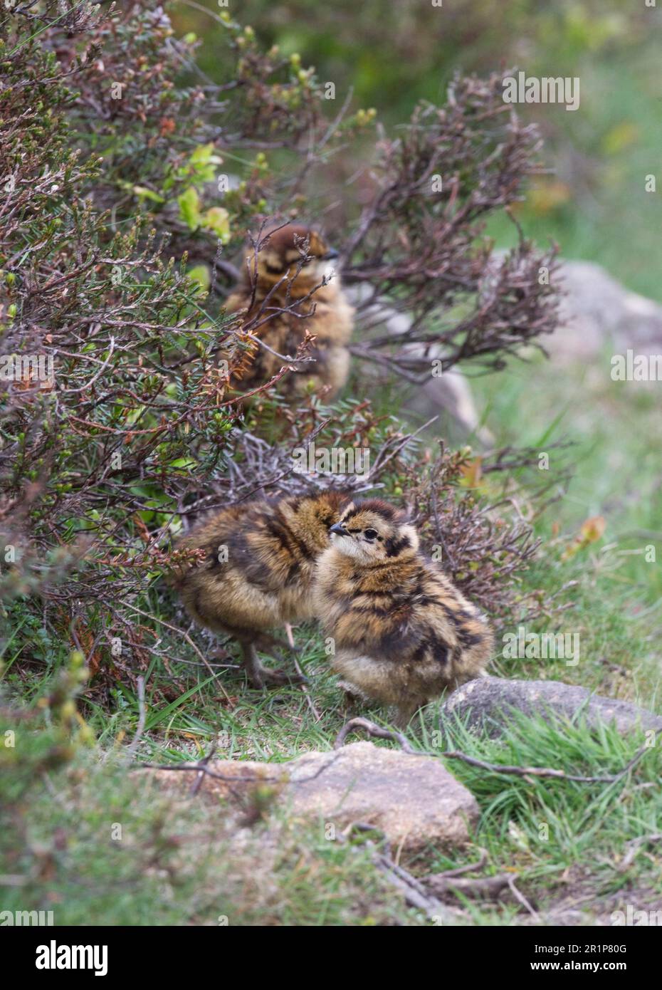 Three ptarmigan hi-res stock photography and images - Alamy
