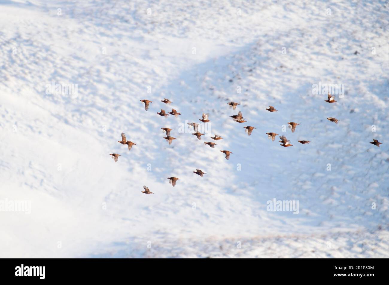 Grouse moorland group hi-res stock photography and images - Alamy