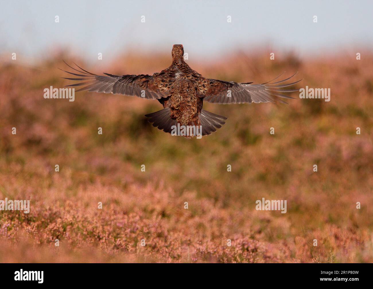 Scottish Grouse, red grouses (Lagopus lagopus scoticus), ptarmigan ...