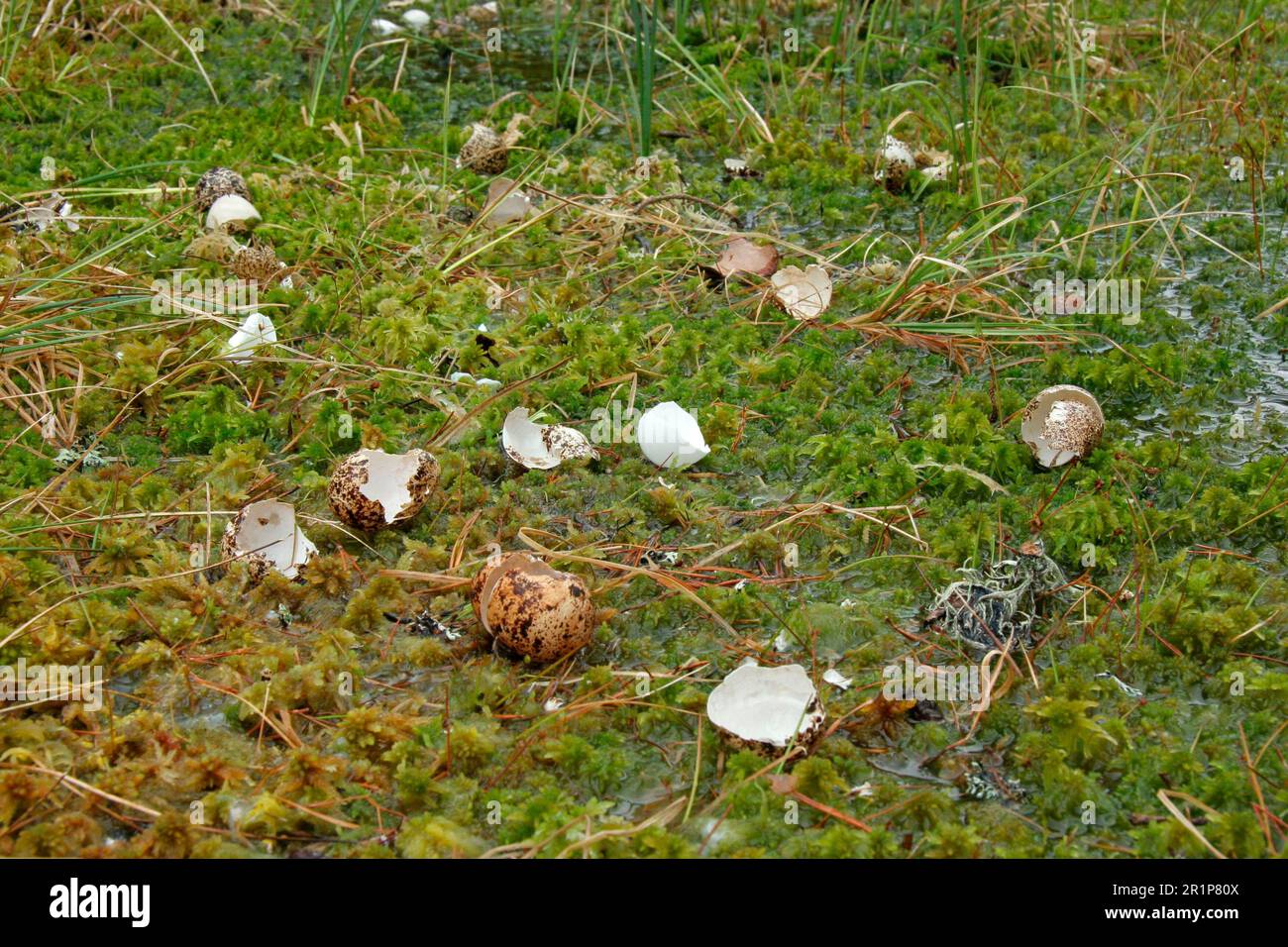 Red Grouse (Lagopus lagopus scoticus) eggs predated by crows, dump at ...