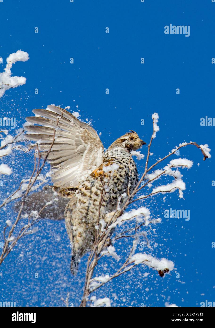 Hazel grouse (Bonasa bonasia), adult male, landing on snow-covered gray ...