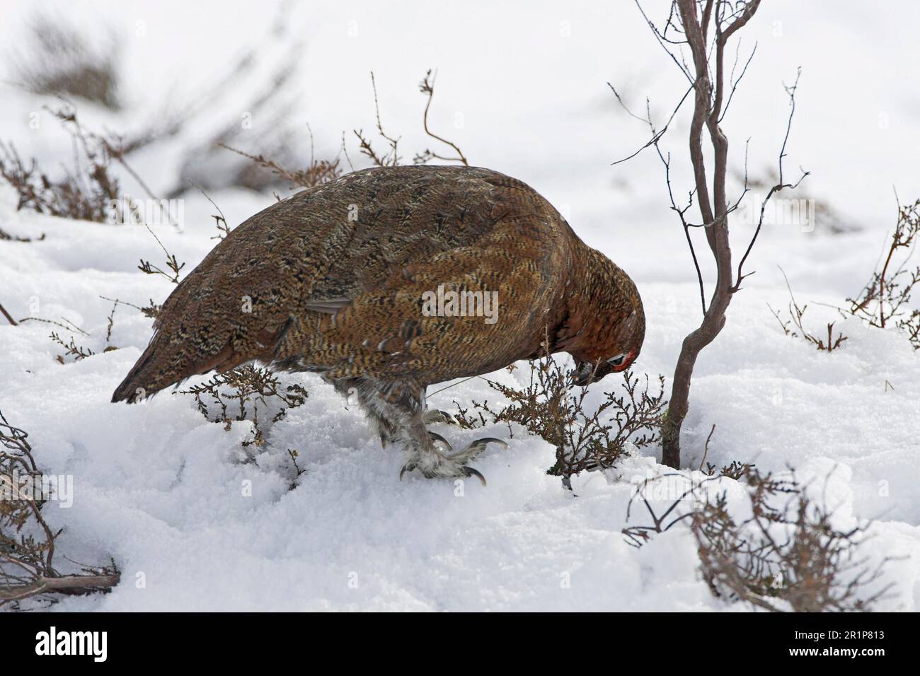 Scottish Grouse, red grouses (Lagopus lagopus scoticus), ptarmigan ...