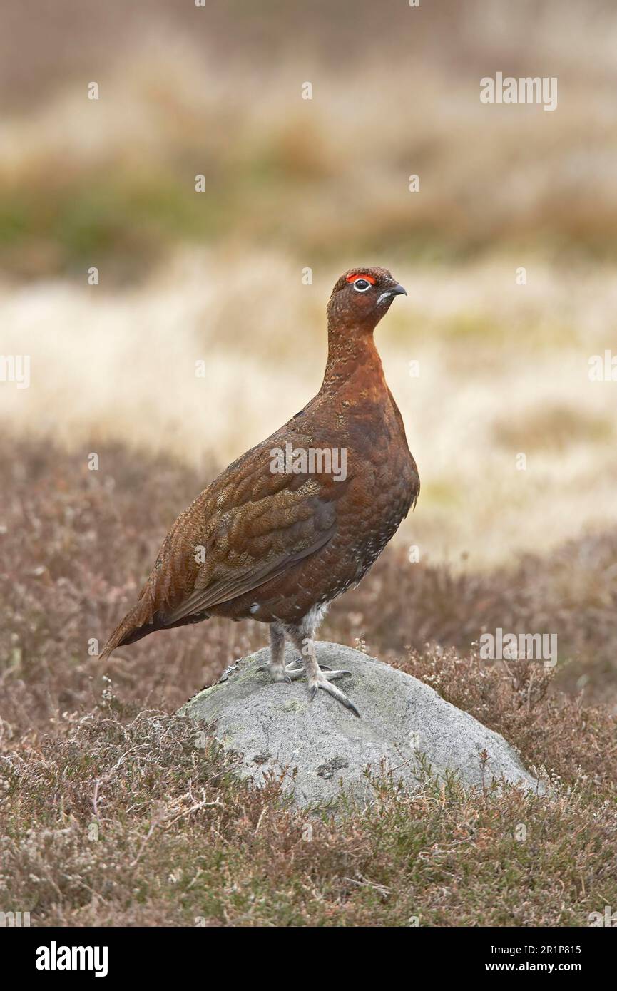 Red grouses (Lagopus lagopus scoticus), Ptarmigan, Ptarmigan, Chicken ...