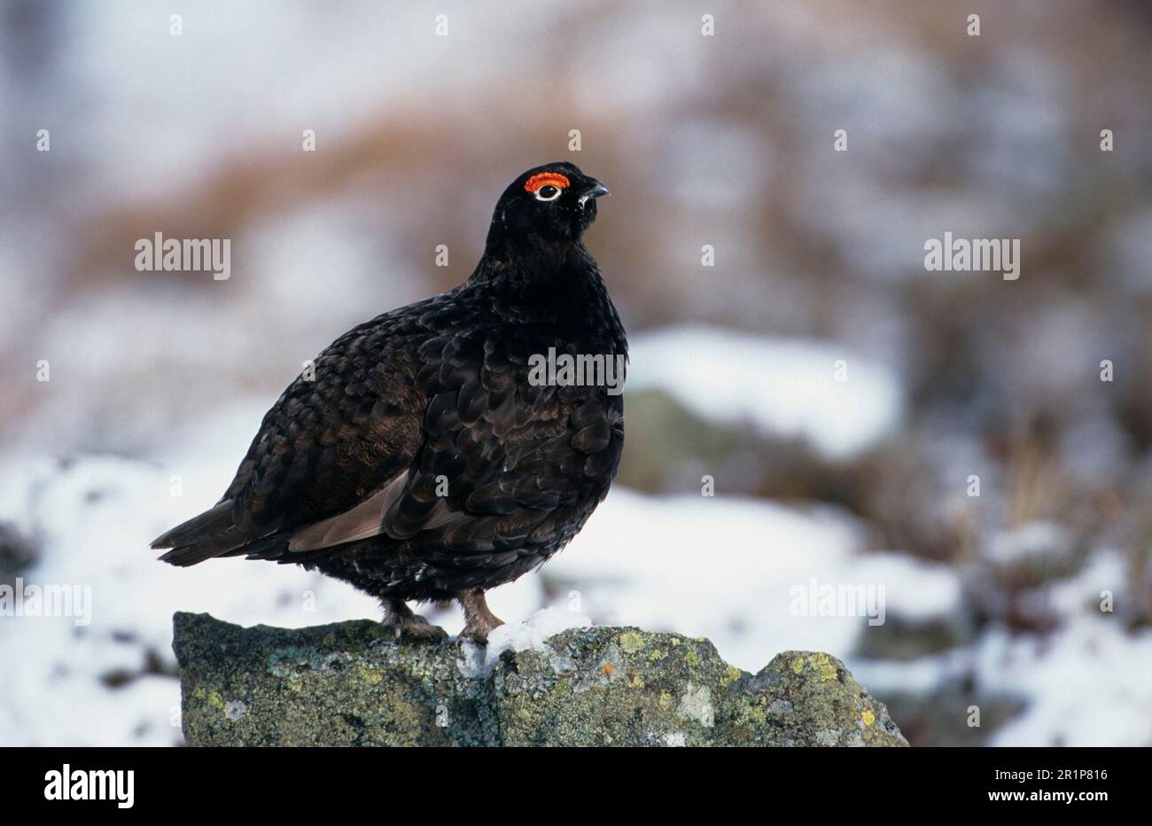 Scottish Grouse, red grouses (Lagopus lagopus scoticus), Ptarmigan ...